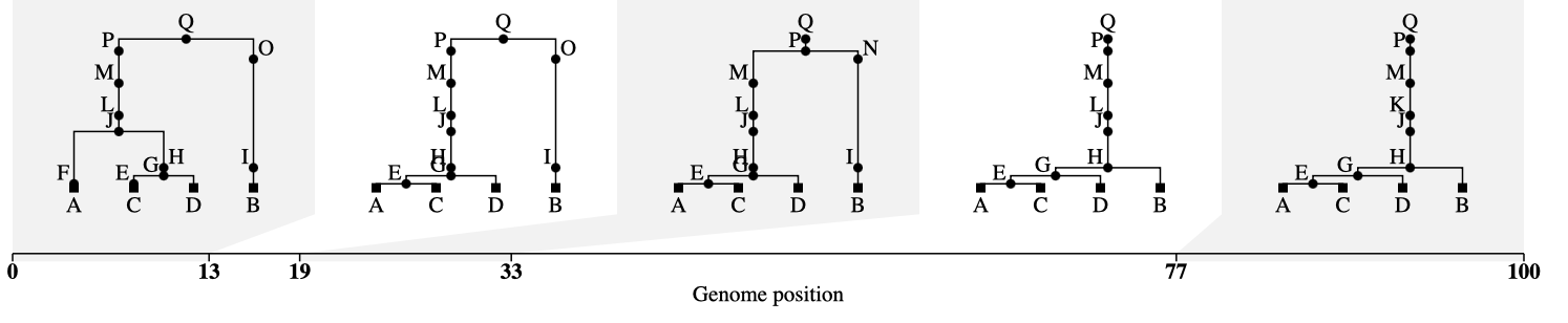 Figure 5 Which Nodes Are Optional In An Edge Annotated Arg · Issue 82 · Tskit Devwhat Is An