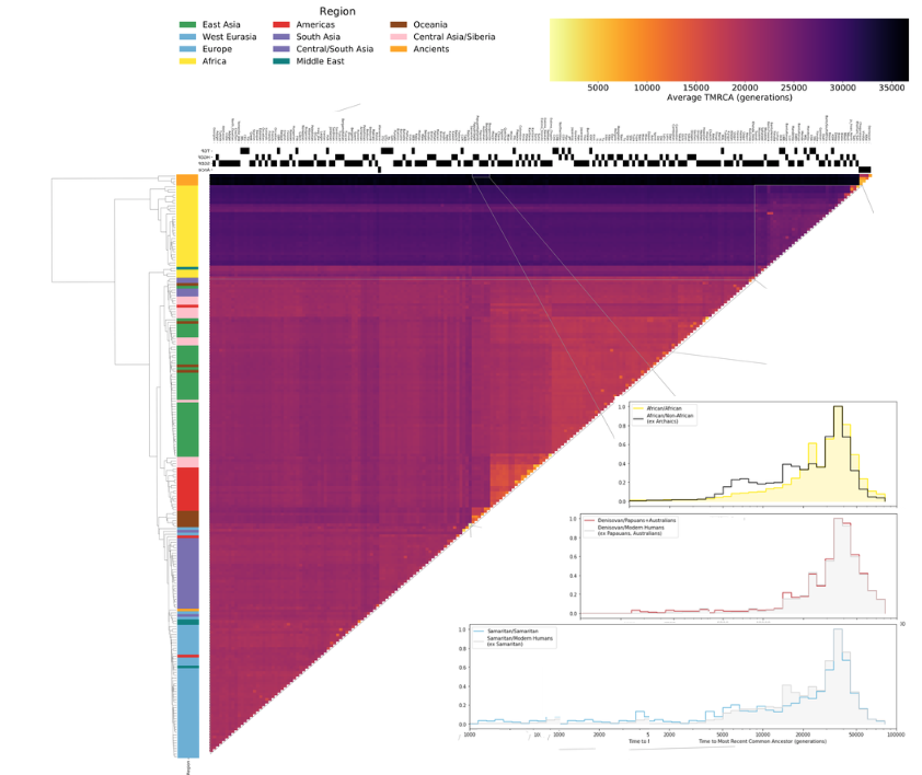 Re-jig of heatmap · Issue #8 · awohns/unified_genealogy_paper · GitHub
