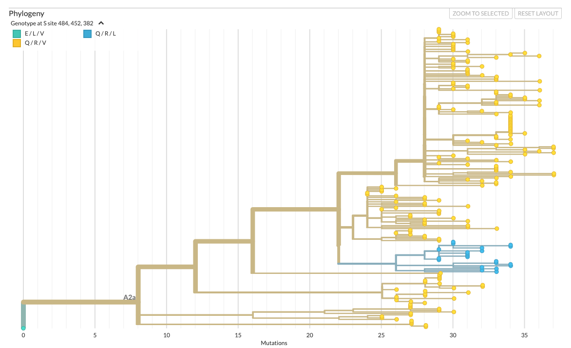Possible new emerging sub-lineage under recently designated lineage B.1 ...