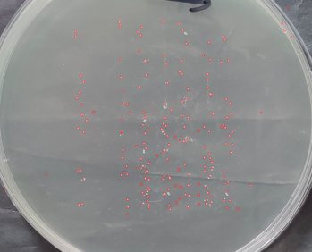 GitHub - hzaurzli/Phages-cv2: Identify and count plaques