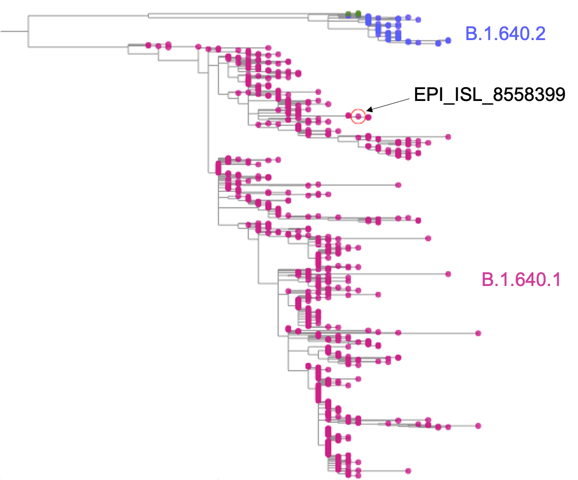 Pango/Nextstrain unclassified lineage with high mutational load including S:F490R, S:N501Y, S ...