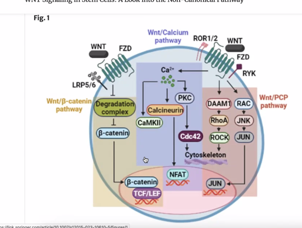 Is GO:0038031 non-canonical WNT signaling via JNK the same as GO:0060071 Wnt signaling pathway ...