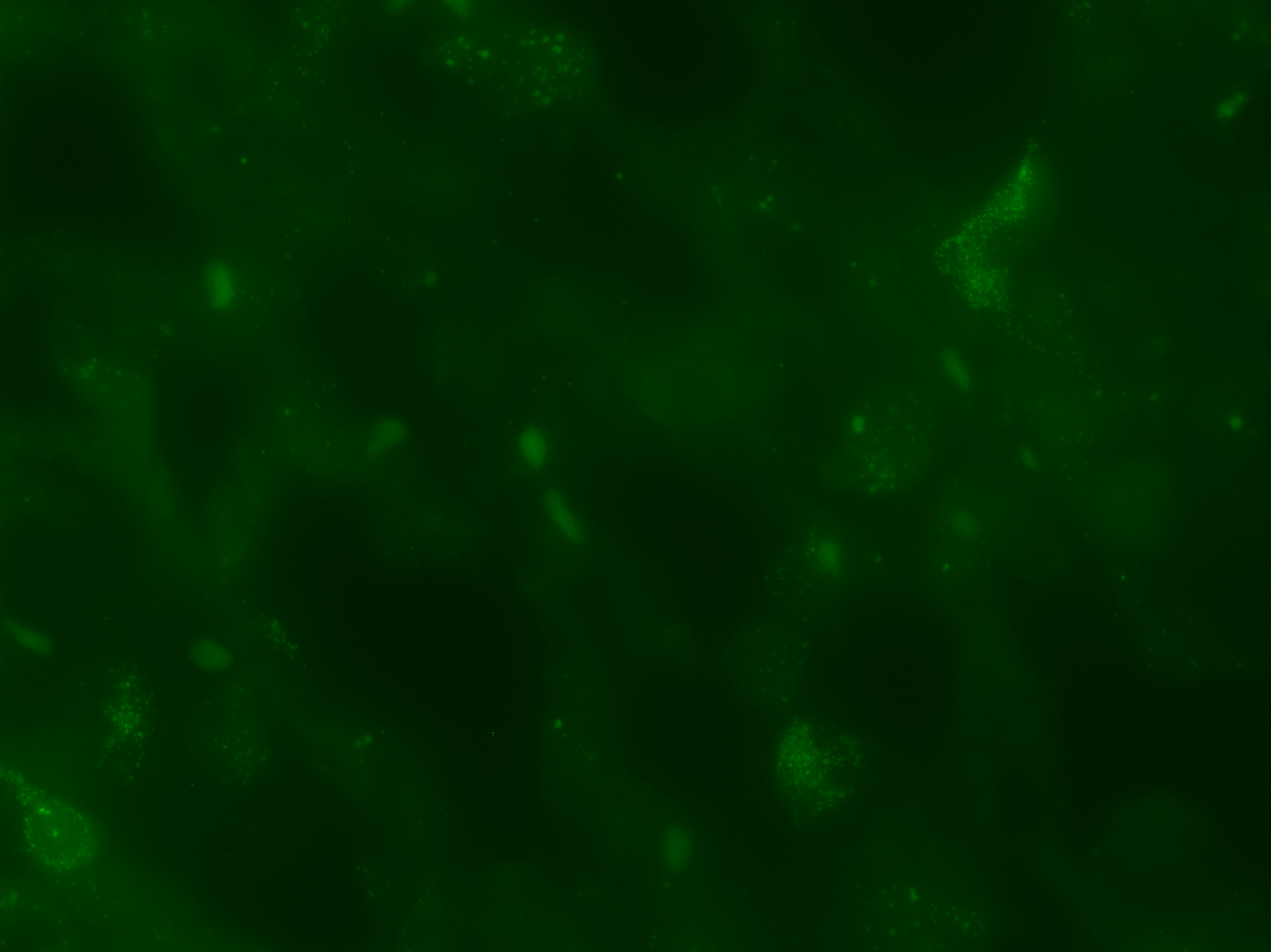 Rendering bug for RGB images with only one channel · Issue #380 ...