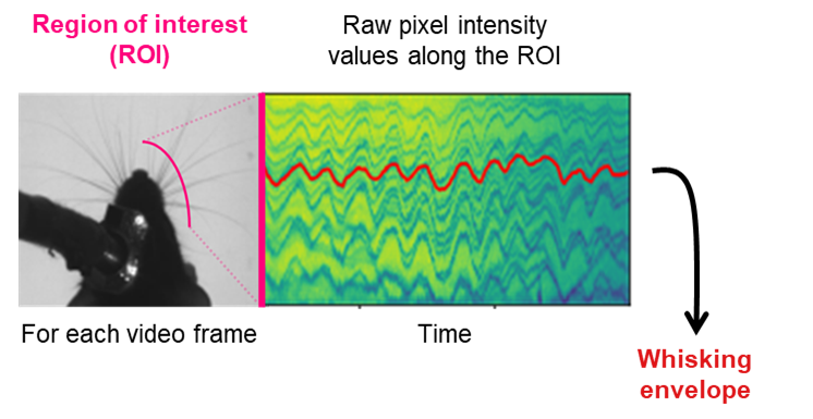 GitHub - maxchalabi/freewhisk: A global movement whisker tracking ...