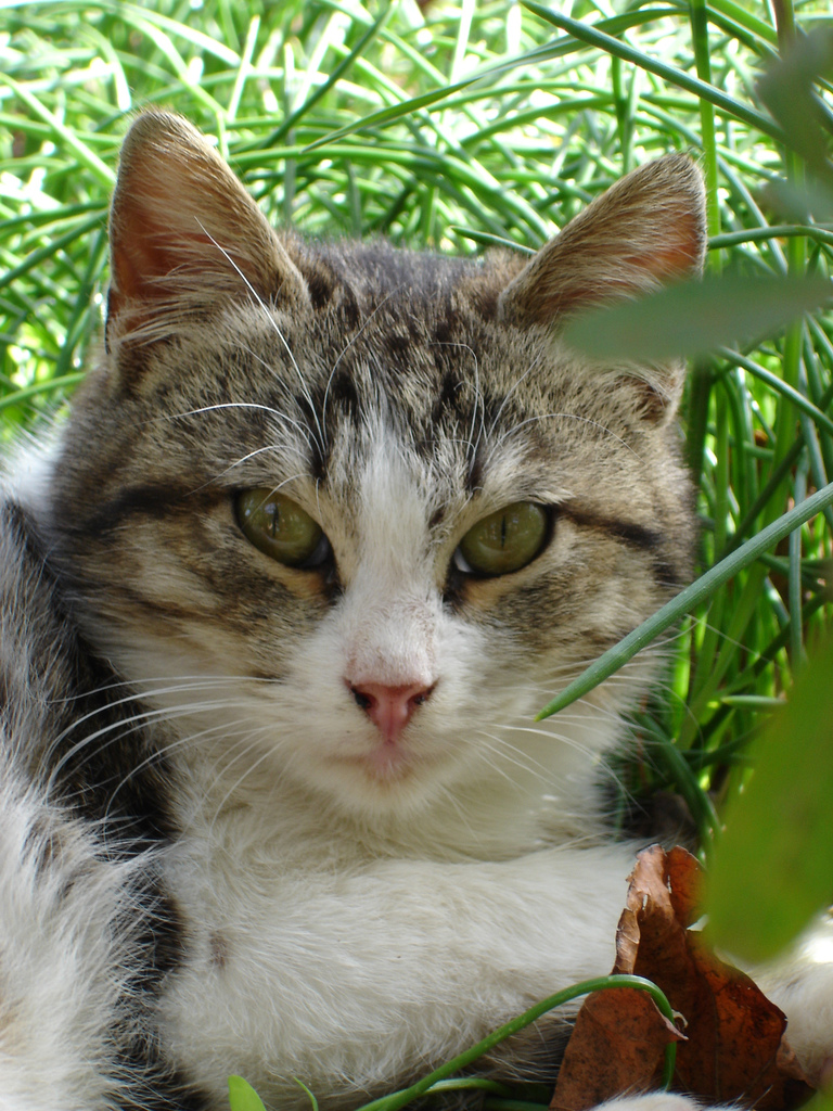 GitHub - antarpuneet-singh/cat-classification-using-hog-and-svm: Histogram of gradients can be ...