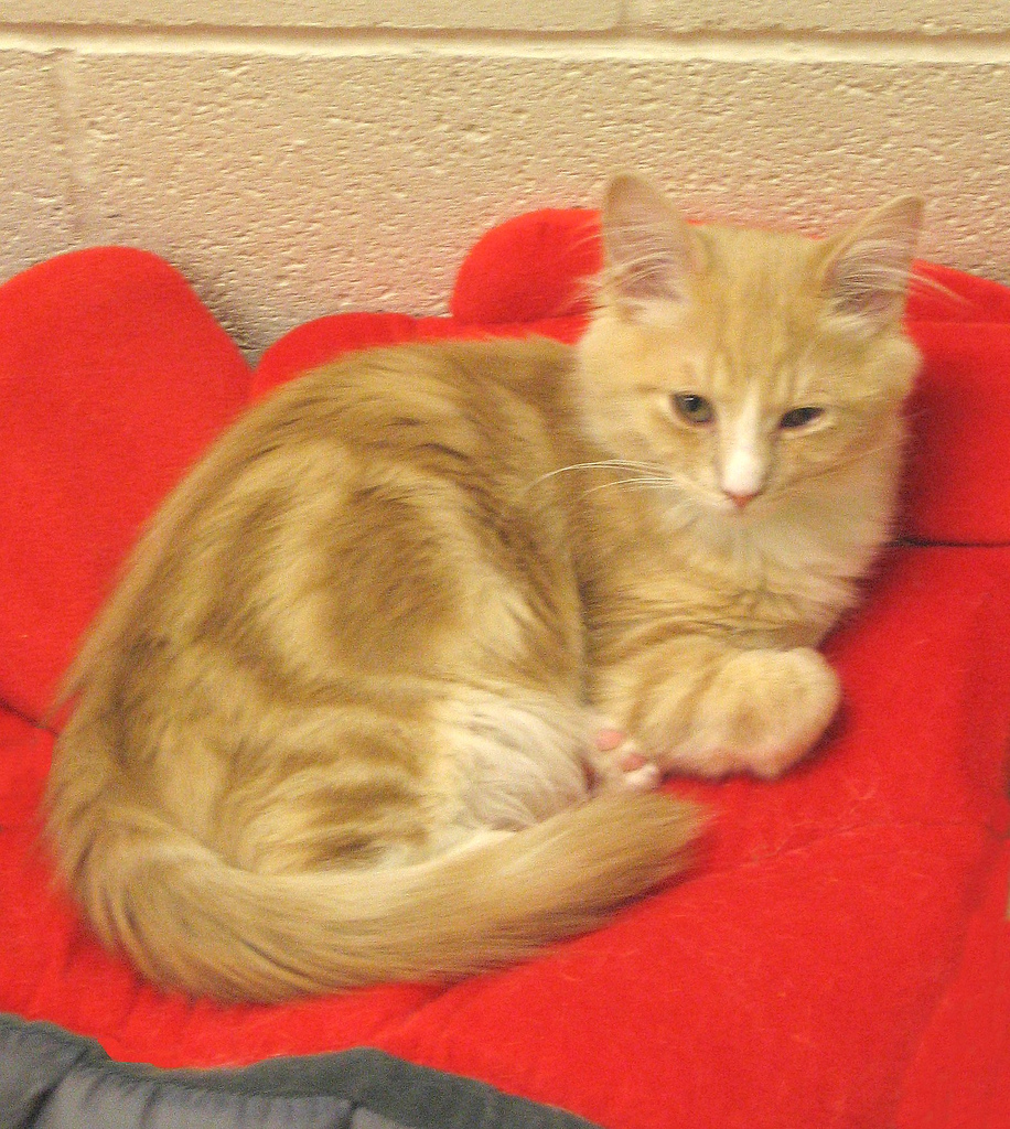 GitHub - antarpuneet-singh/cat-classification-using-hog-and-svm: Histogram of gradients can be ...