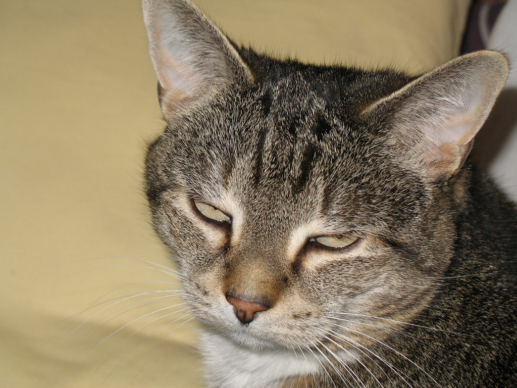 GitHub - antarpuneet-singh/cat-classification-using-hog-and-svm: Histogram of gradients can be ...