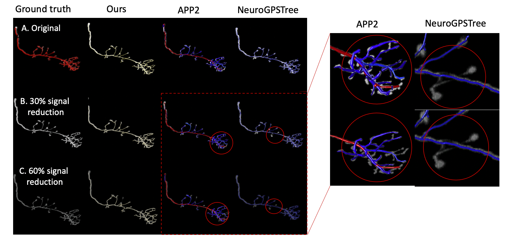 GitHub - Zjx01/Single-Cell-Reconstrucion-with-fine--scale: Formulated a semi-automatic neuron ...