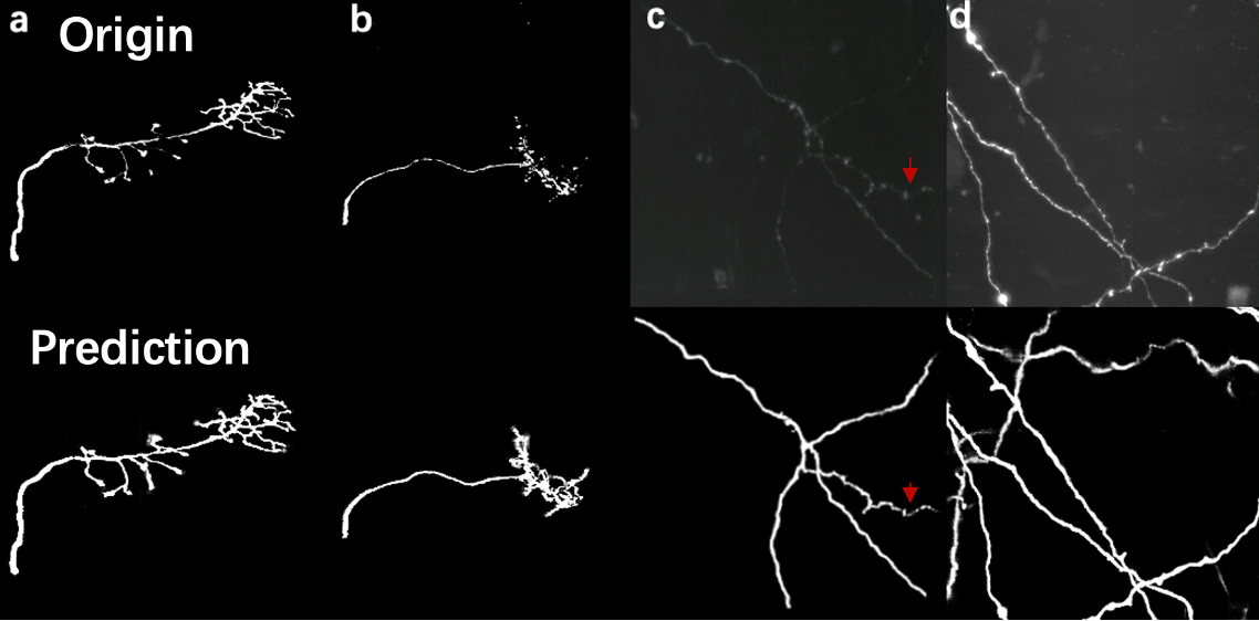 GitHub - Zjx01/Single-Cell-Reconstrucion-with-fine--scale: Formulated a semi-automatic neuron ...