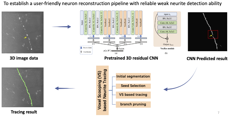 GitHub - Zjx01/Single-Cell-Reconstrucion-with-fine--scale: Formulated a semi-automatic neuron ...