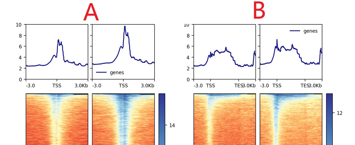 inconsistent peak around TSS between 'reference-point' and 'scale ...