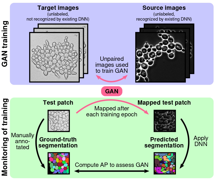 GitHub - stojk/yeaz-domain-adaptation: This repository combines the style transfer capabilities ...