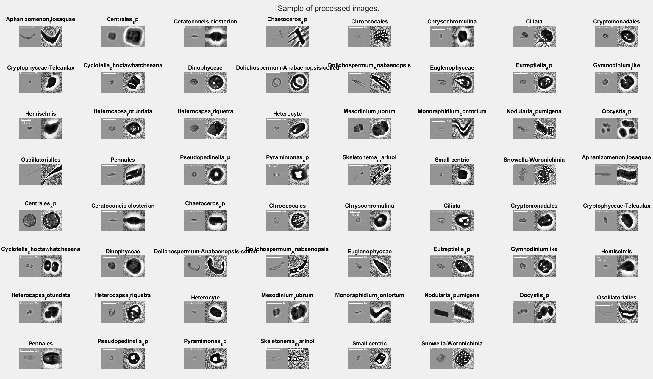 GitHub - swapnilbaad/Plankton-Image-Classification