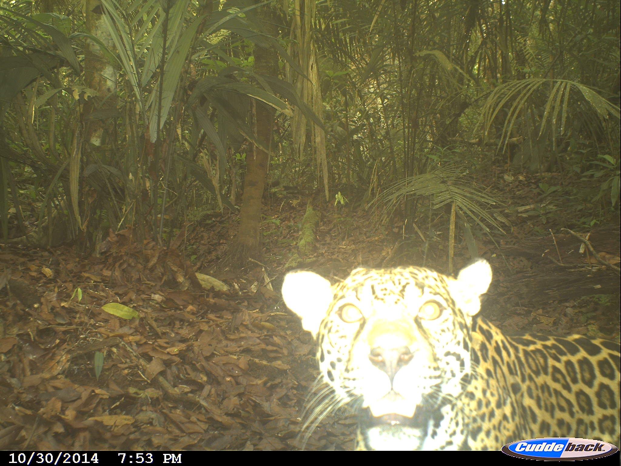 GitHub - meshachpierre/WWF-BAT-3-Analysis: This repo contains the code ...