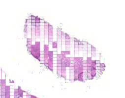 MRXS file seem error with read_region function · Issue #65 · openslide/openslide-python · GitHub