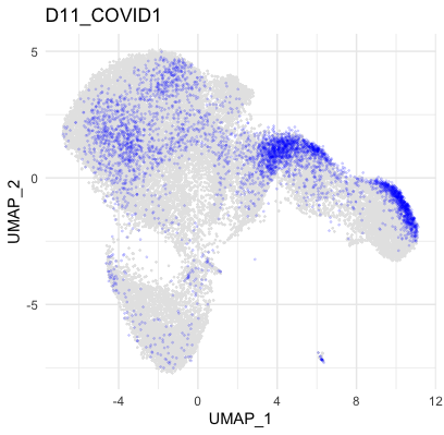 Reference mapping fails to assign correct UMAP coordinates for query ...