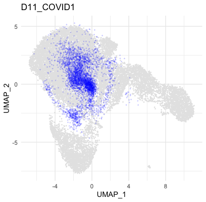 Reference mapping fails to assign correct UMAP coordinates for query ...