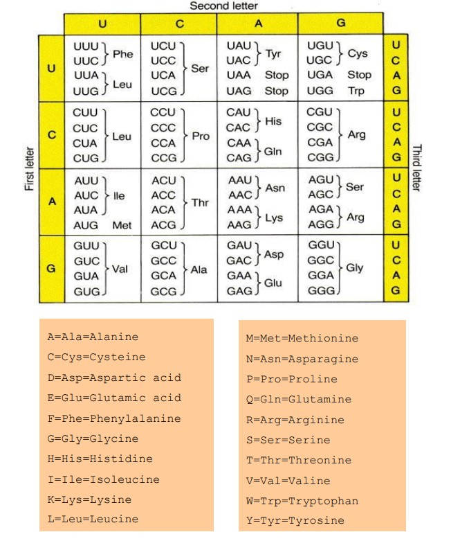 GitHub - SIrfanH/DNA-Translation-Python