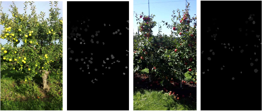 GitHub - jeongsinae/AppleDetect: MinneApple dataset을 이용한 Apple Detection