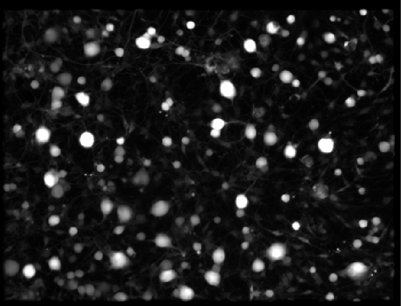 Drawing ROIs manually · Issue #96 · MouseLand/suite2p · GitHub