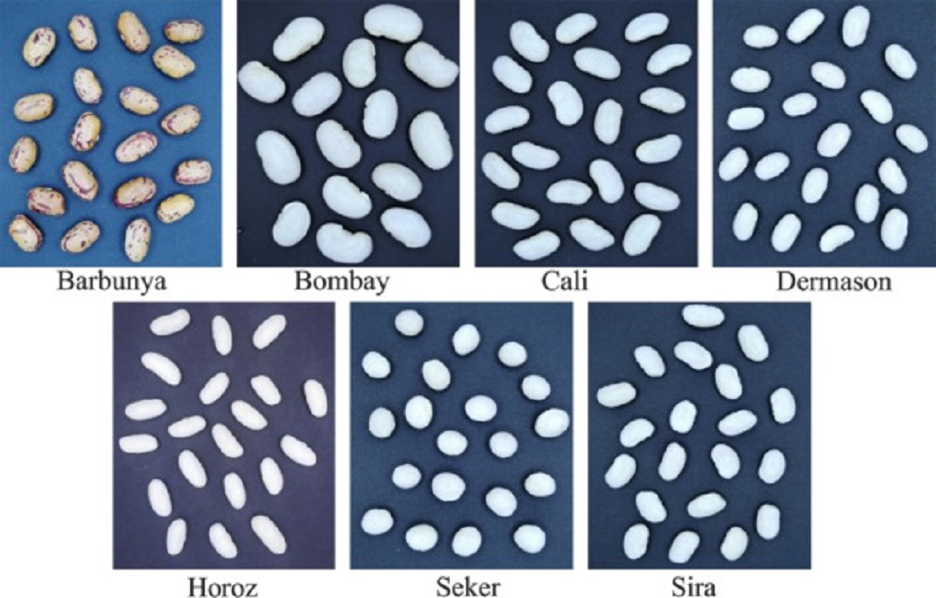 GitHub - Khaled110/Dry-Beans-Classification