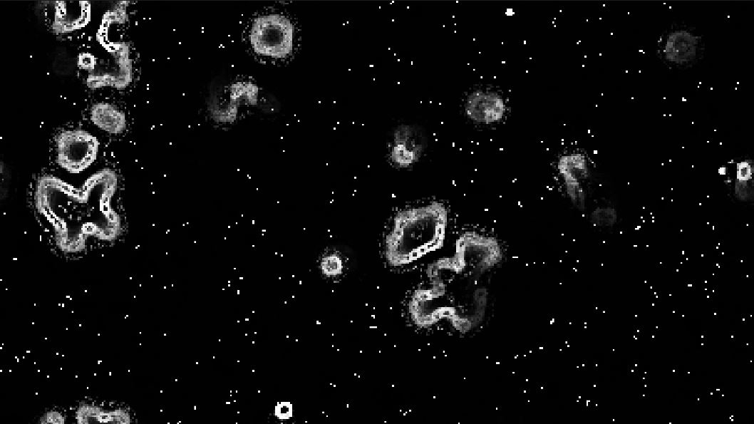 GitHub - Will-Scheirey/Multi-Neighborhood-Cellular-Auomata: A multi-neighborhood cellular ...