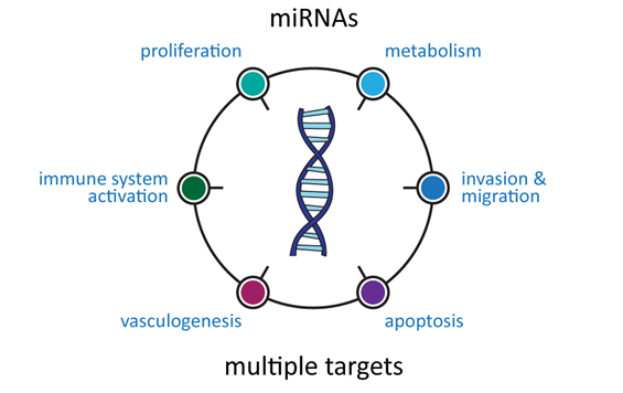 GitHub - huang961372045/New_miRNATargetPrediction_byTransformer: This ...
