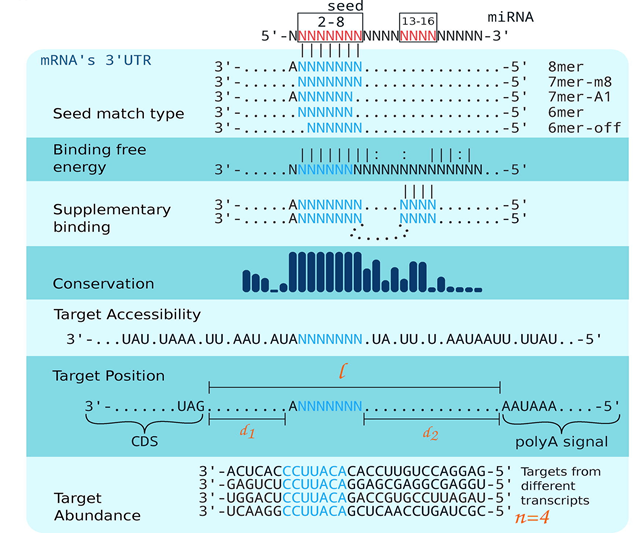 GitHub - huang961372045/New_miRNATargetPrediction_byTransformer: This ...