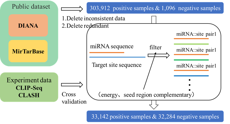 GitHub - huang961372045/New_miRNATargetPrediction_byTransformer: This ...