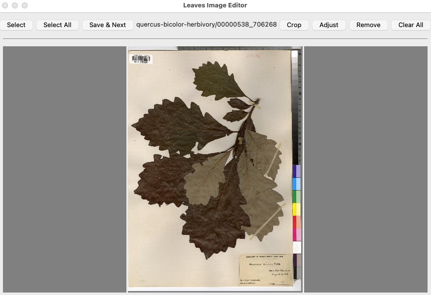 GitHub - ALEXLANGLANG/Leaf-Damage-Semantic-Segmentation: We decreased ...
