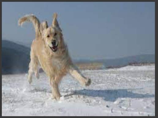 GitHub - vedansh33/Image-Caption-Genrator