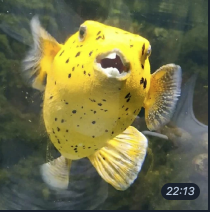 [QUESTION] How to make iframe full size · Issue #745 · Sub6Resources/flutter_html · GitHub