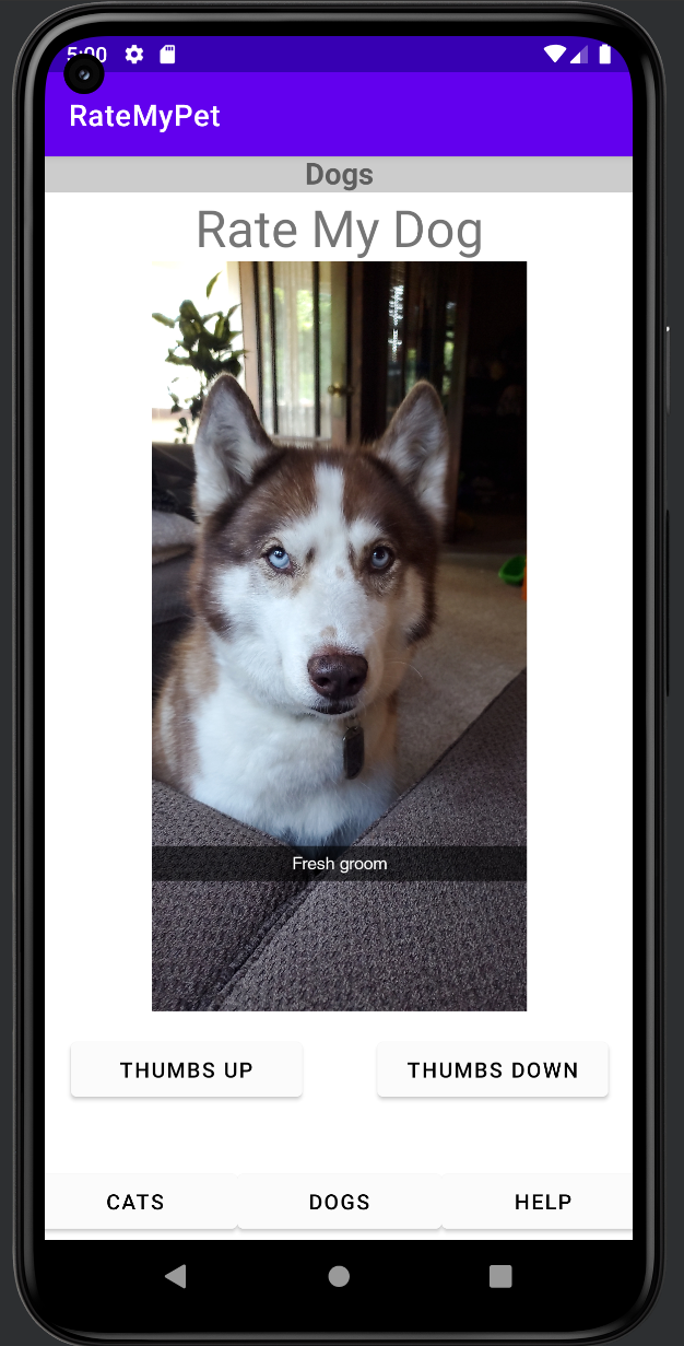 GitHub - Kaleb542/Rate-My-Pet