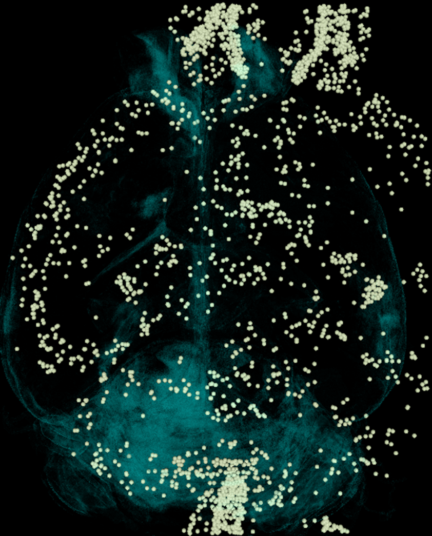 Points transform is erroneous for ‘SyNRA’ registration · Issue #504 · ANTsX/ANTsPy · GitHub