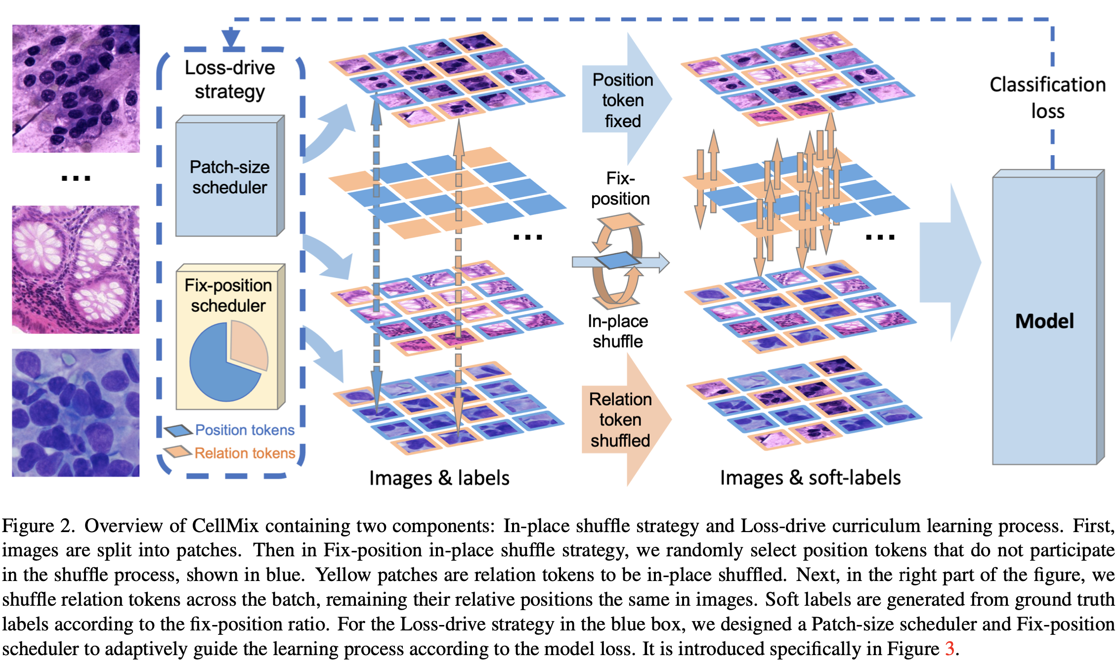 GitHub - sagizty/CellMix: Official release of CellMix: A general ...