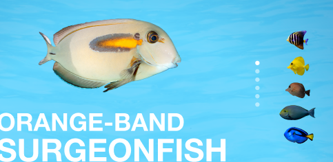 Having the image-bullets and image-thumbnails horizontally aligned with image · Issue #619 ...