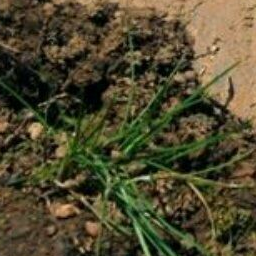 [webp] getPixel(x, y) gives wrong values · Issue #339 · brendan-duncan/image · GitHub