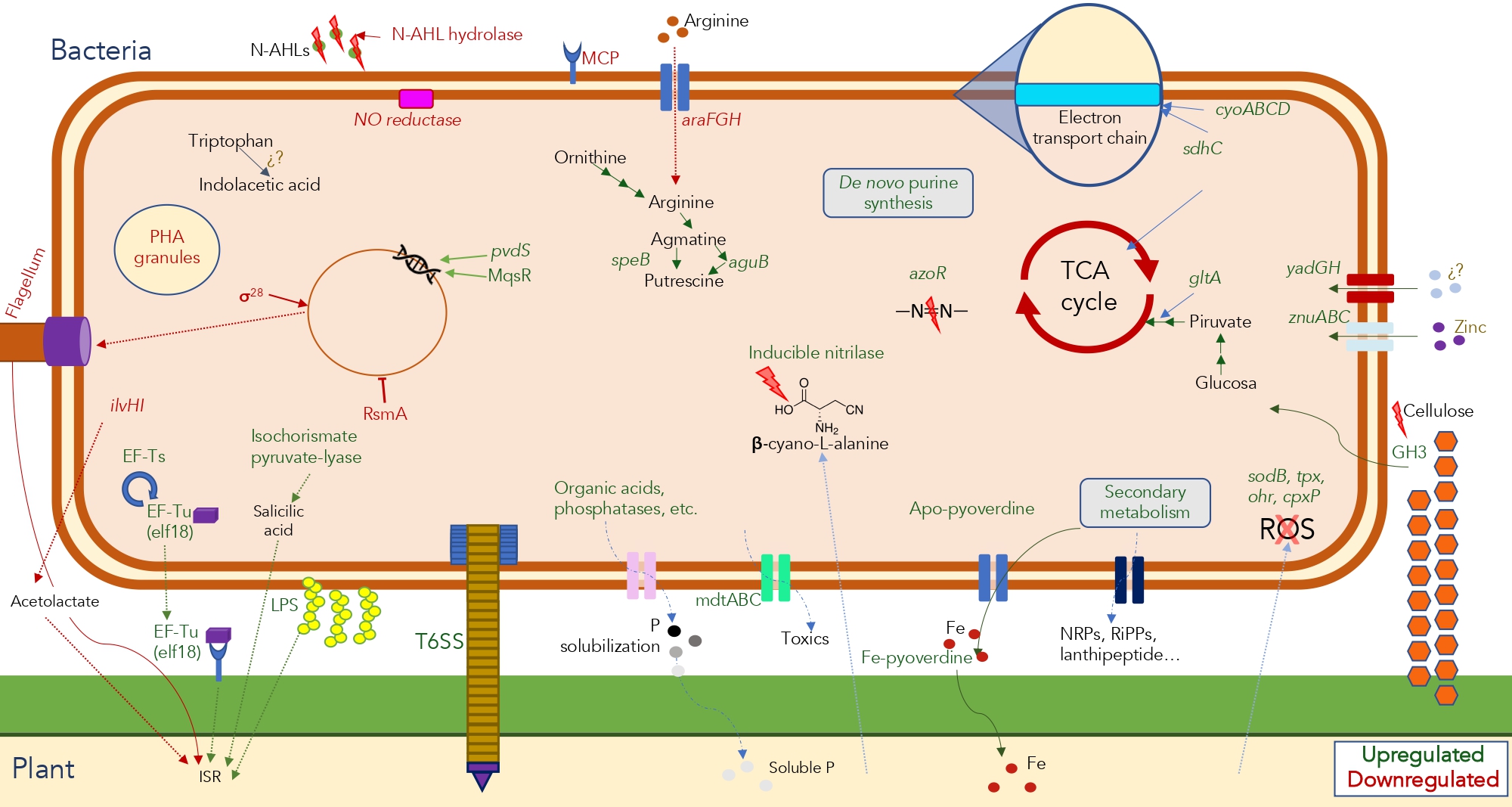 GitHub - zakisaati/Unraveling-new-bacterial-functions-in-the-plant ...