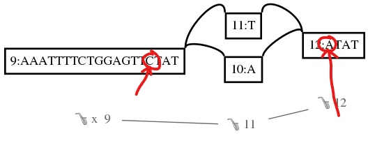extract exact sequences from the graph · Issue #2281 · vgteam/vg · GitHub