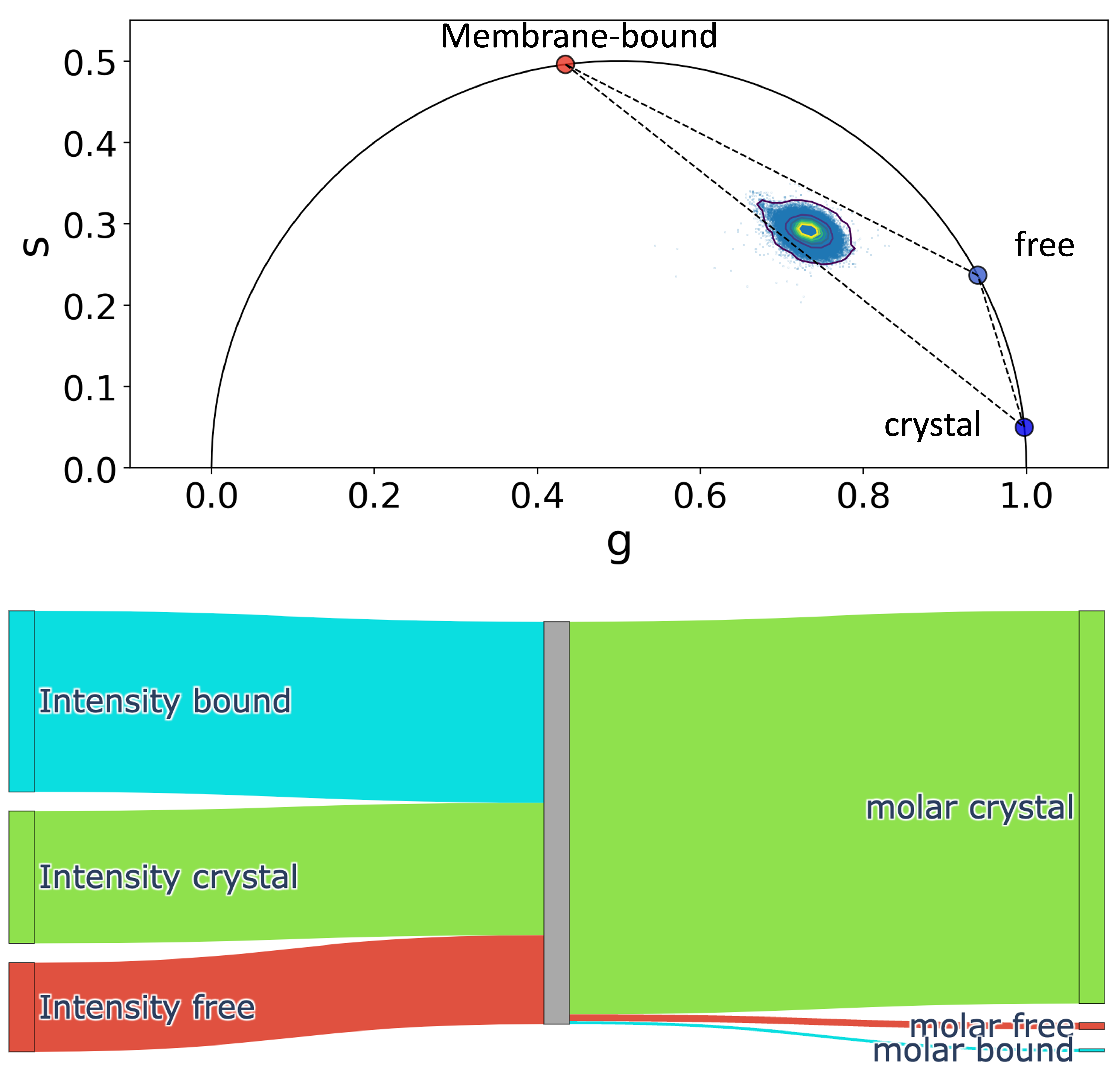 GitHub - Mariochem92/PhasorIdentifier: Analyze FLIM files (.R64, .ref) effortlessly. Masking ...