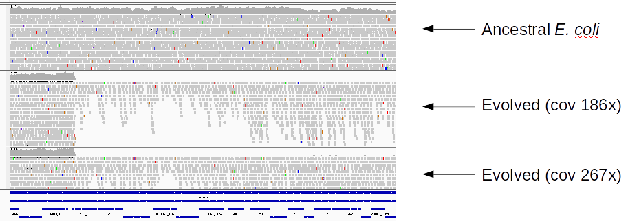 Increased coverage fails to detect deletion · Issue #193 · barricklab/breseq · GitHub