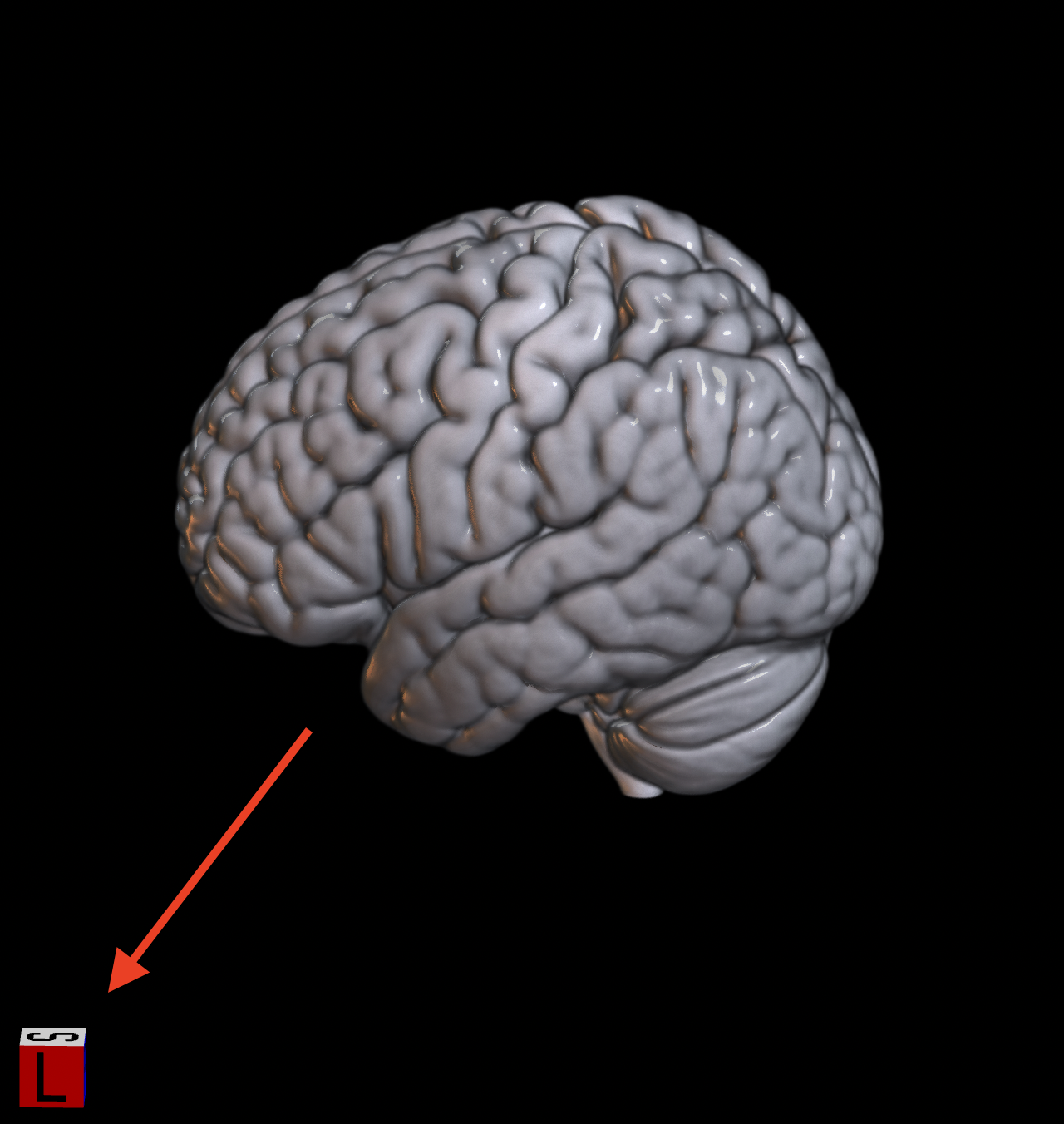 feat: add text orientation cube to 3D view · Issue #352 · niivue/niivue ...