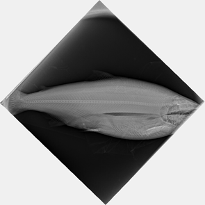 GitHub - dvv3000/semantic-segmentation-using-Unet