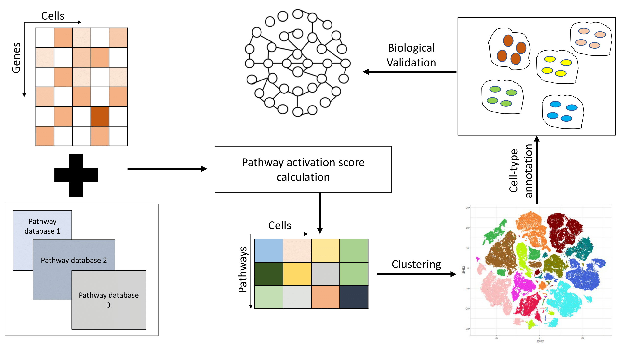 GitHub - skshahnawaz/scPCN: scPCN: Revealing pathway connection among ...