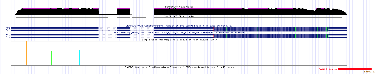 Question for "bamCoverage --filterRNAstrand" option · Issue #1004 · deeptools/deepTools · GitHub