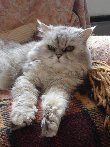 Compression Error · Issue #27 · NVIDIA/nvcomp · GitHub