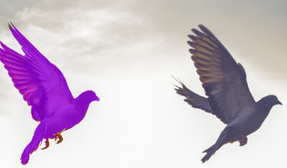 Failed when applied to mice dataset · Issue #45 · facebookresearch/CutLER · GitHub