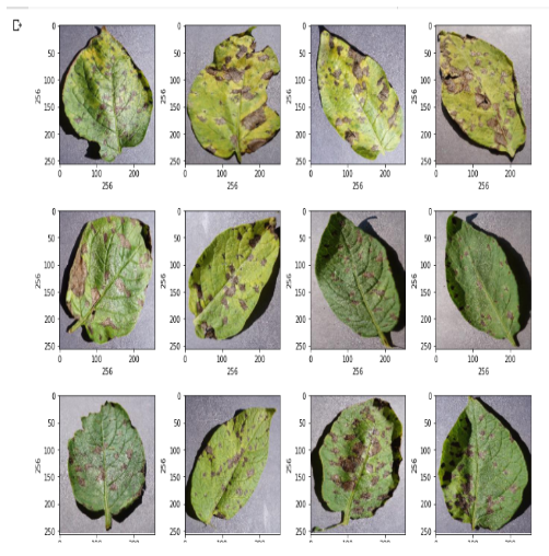 GitHub - ki566/PLANT-DISEASE-DETECTION-WITH-KERAS