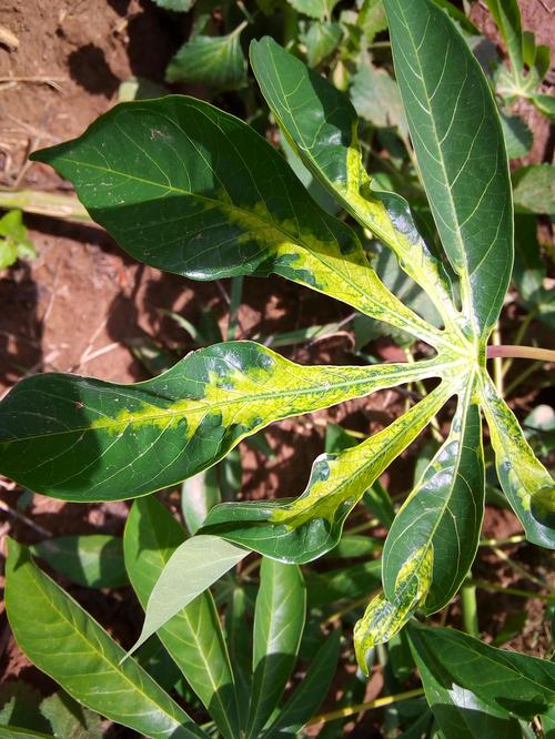 GitHub - obij/Cassava_plant_disease_classification_deployment_with_streamlit