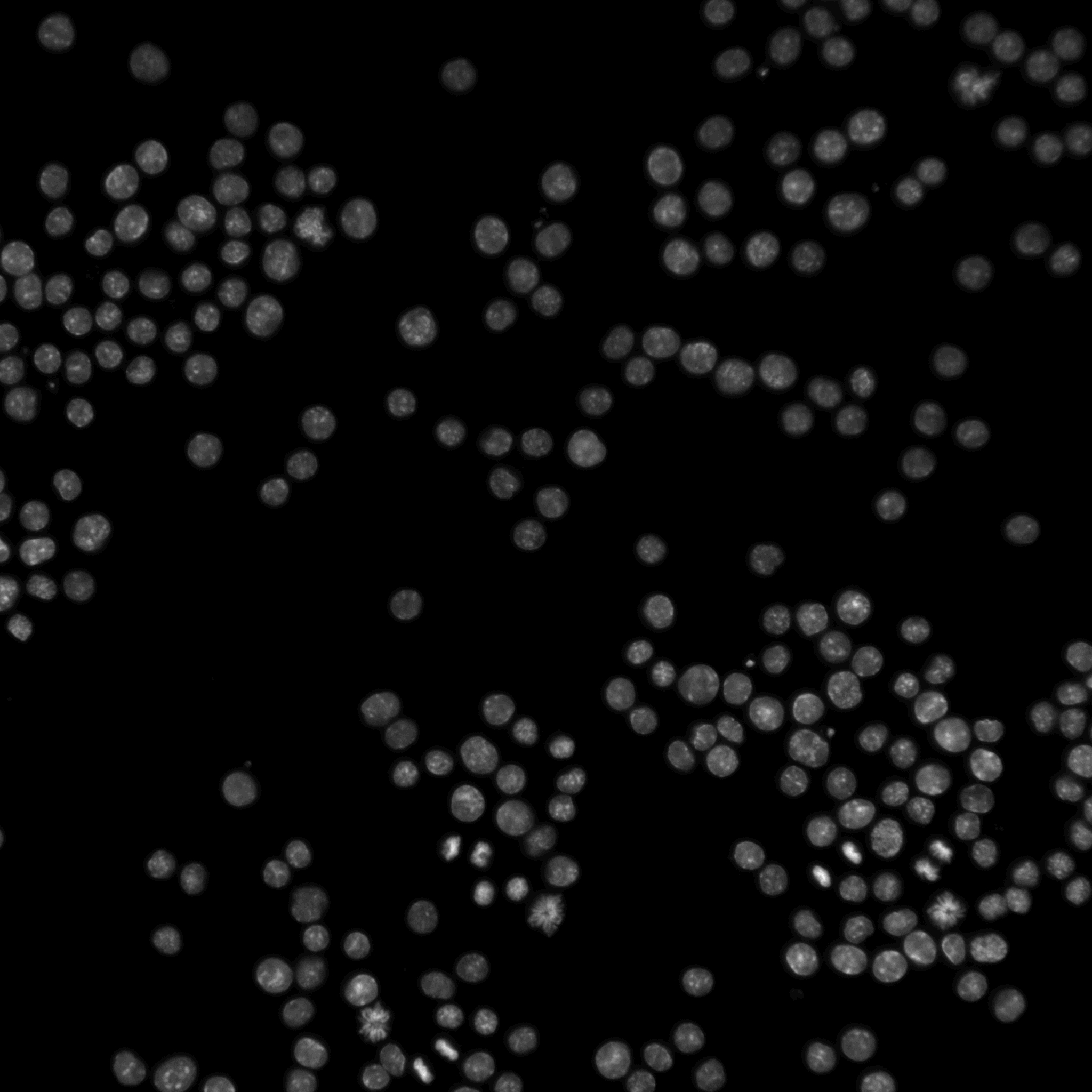 Command line result is different from GUI's result · Issue #486 · MouseLand/cellpose · GitHub